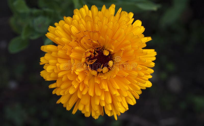 A Close-up of Beautiful Yellow Calendula Flower Stock Photo - Image of ...