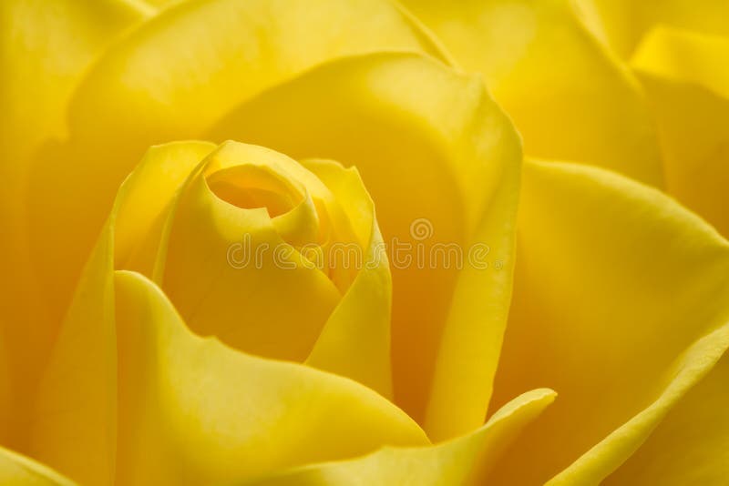 Yellow Rose Close Up Image Occupying the Whole Frame Stock Image ...