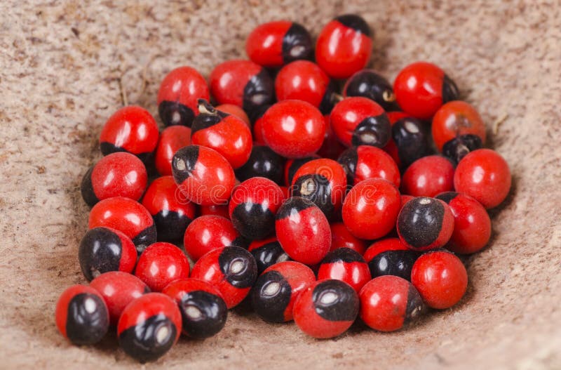 Red and black seeds stock photo. Image of close, ratti - 146089672