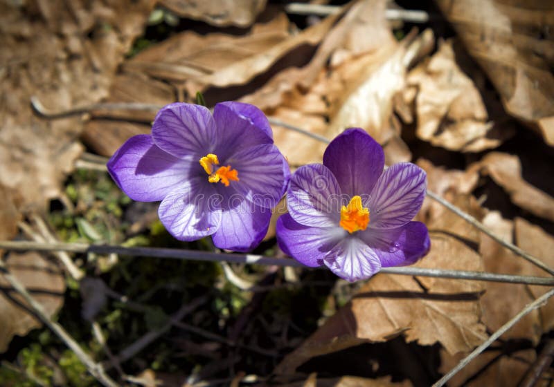Violet crocus stock photo. Image of plant, flora, background - 121919188