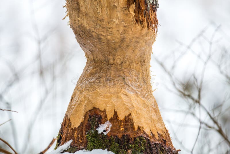 Beaver bitten tree stock image. Image of rodent, bitten - 106732815