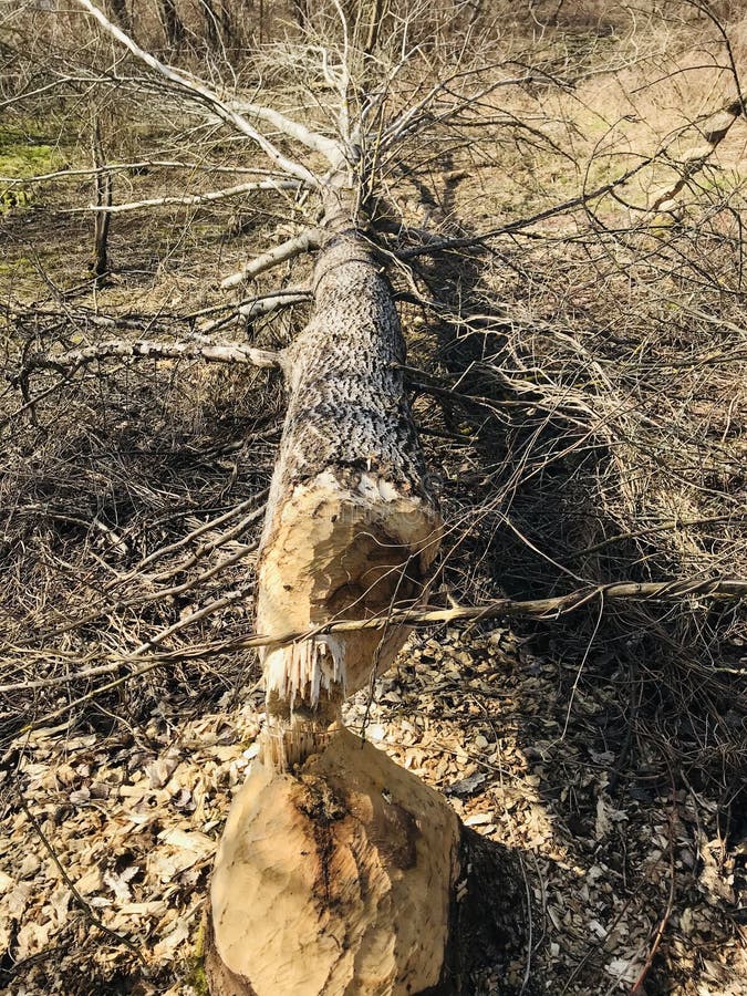 Beaver bitten tree stock image. Image of rodent, bitten - 106732815