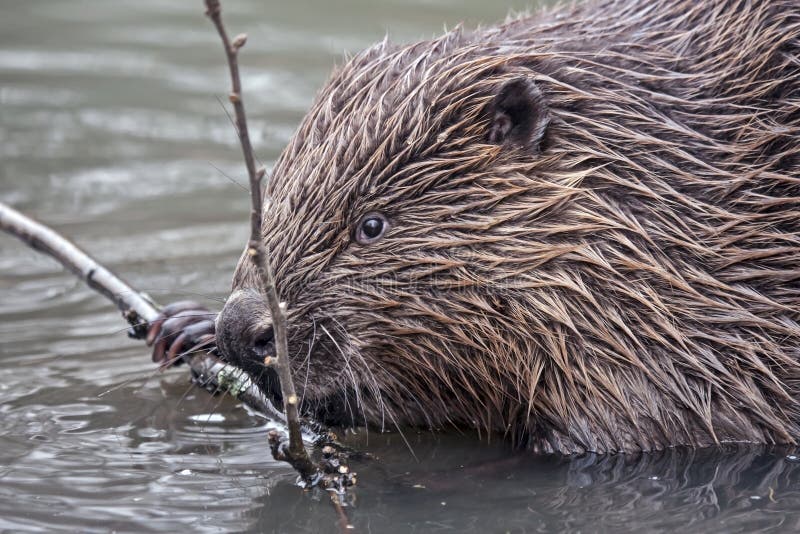 Close-up of beaver stock photo. Image of fluffy, hands - 86323480