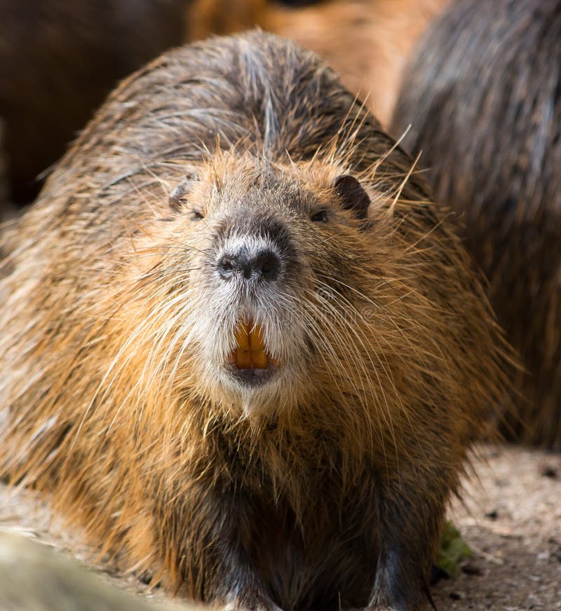 CLose Up of Beaver Looking at the Viewer Stock Image - Image of teeth ...