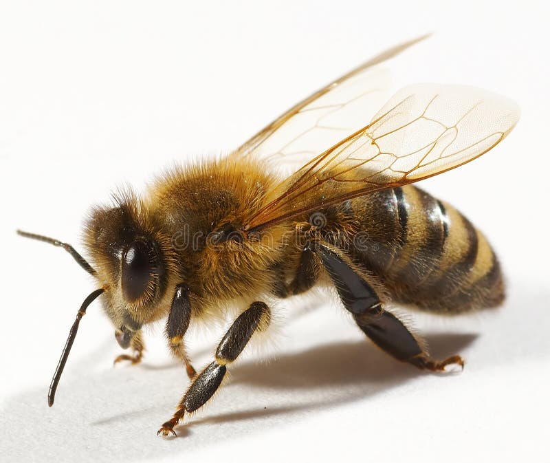 Close up of bee stock image. Image of brown, background - 7094887