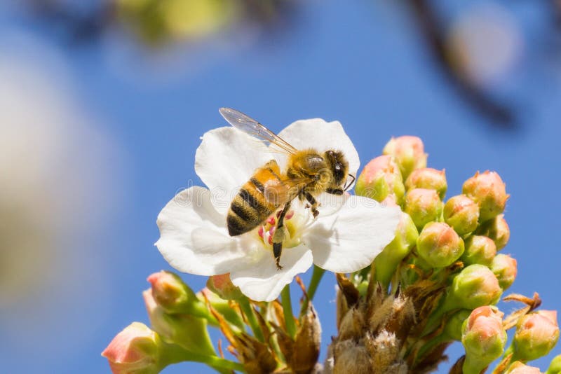 Close Up of Bee on a Blooming Fruit Tree, California Stock Image ...