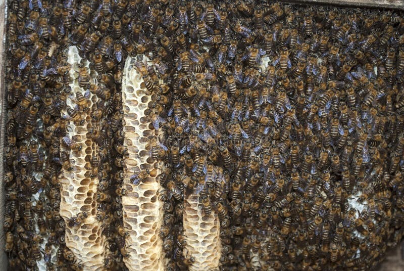 Close up bees in hive stock image. Image of moving, macro - 263004691