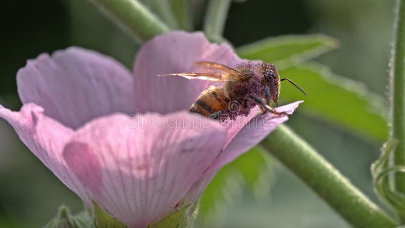 A bee leaves a flower stock image. Image of flowering - 227361735