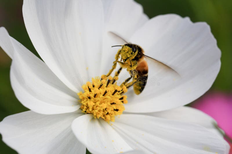 Close-up Bee and Cosmos Flower Stock Photo - Image of beautiful, pink ...