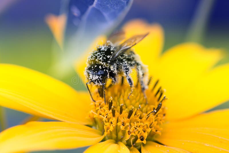 Close Up Bee Covering with Pollen on a Yellow Flower Stock Image ...