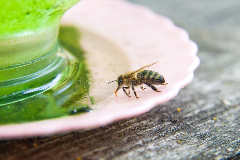 Close Up of Bee Drink Water Stock Image - Image of apiculture, pollen ...