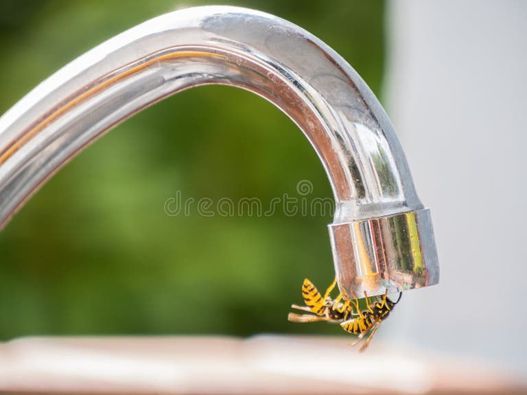 152 Importance Drinking Water Stock Photos - Free & Royalty-Free Stock ... 152 Importance Drinking Water Stock Photos - Free & Royalty-Free Stock ...