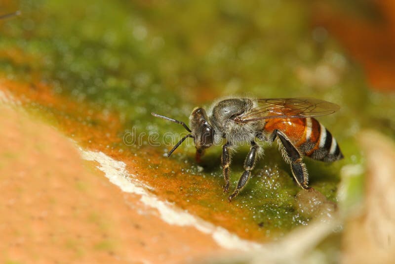 Close Up Bee Eat Food on Tree. Stock Photo - Image of nature, brown ...