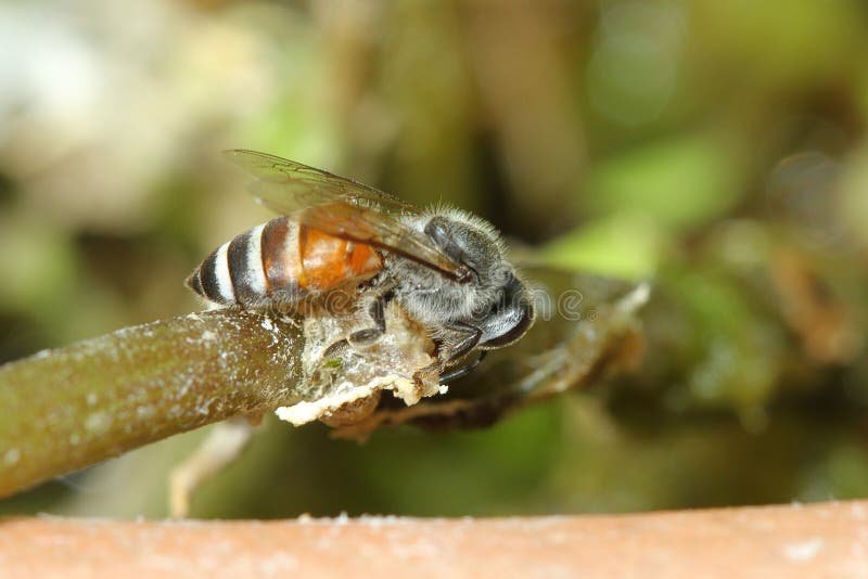 Close Up Bee Eat Food on Tree. Stock Image - Image of flora, garden ...