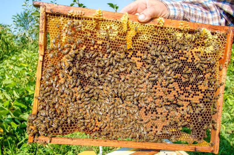 Close up bee farm in box stock image. Image of summer - 56820387