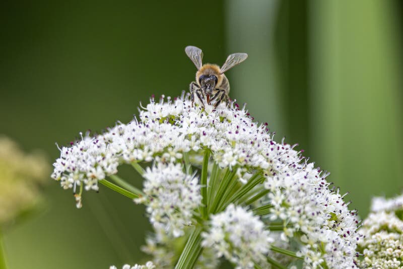 Close Up of a Bee Feeding on Flowering Cow Parsley Stock Photo - Image ...