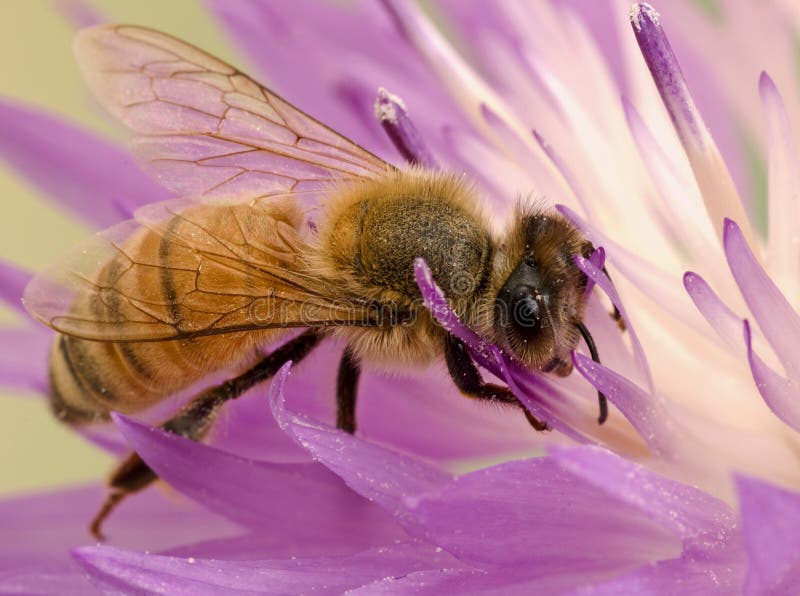 Close-up Bee on Flower Collects Nectar Stock Image - Image of wing ...