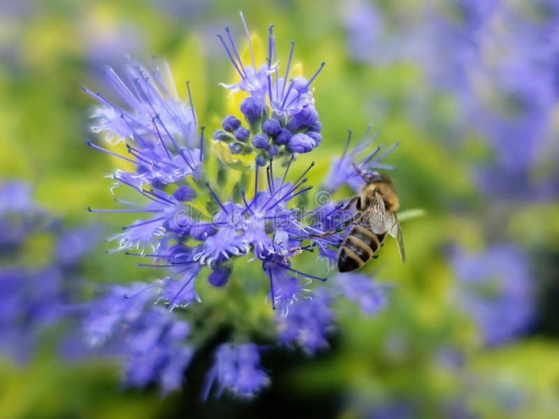 Close-up Bee on Flower Pollination Stock Image - Image of blossom ...