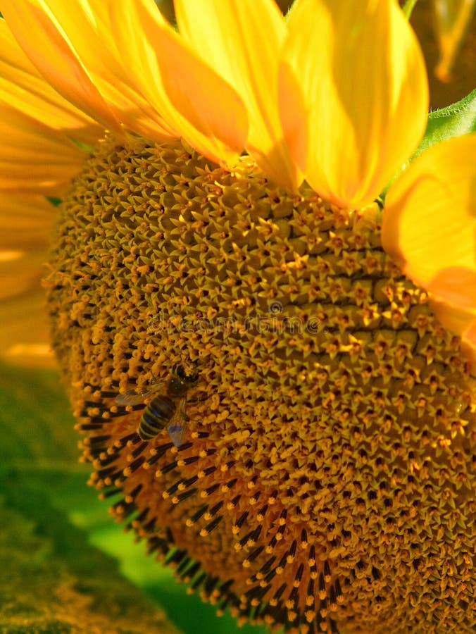 Close-up of a Bee Gathering Nectar from the Densely Packed Surface of a ...