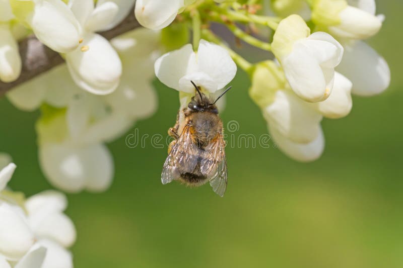 Bee Gathering Pollen on White Acacia Tree Blossoming Stock Photo ...