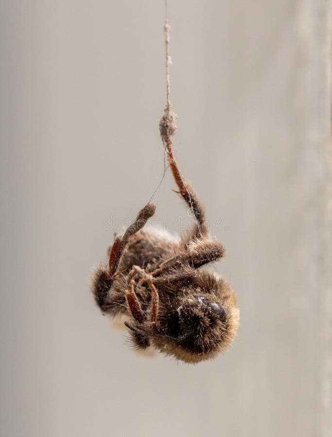 Close-up of a Bee Hanging on a Spider S Web Stock Image - Image of ...
