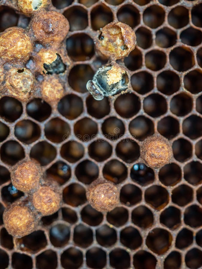 Close Up of Bee Hatching from Honeycomb. Birth of a Bee Stock Image ...