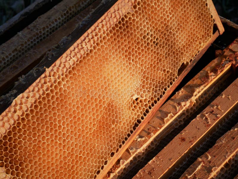 Close Up of Bee Hive Honey Bee Hexagonal Cells Stock Image - Image of ...