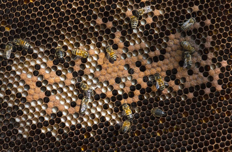 Close-up on Bee Honeycombs Filled with Bee Larvae or Empty Stock Image ...