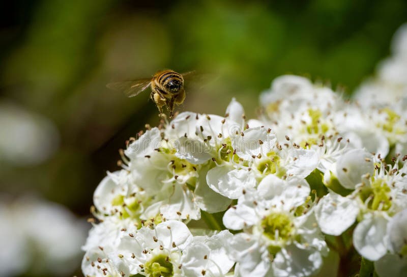 Close-up of a Bee Hovering Over White Flowers in a Garden Stock Photo ...