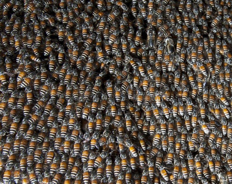 Close Up of Bee Insect in Beehive Stock Image - Image of micro, healthy ...