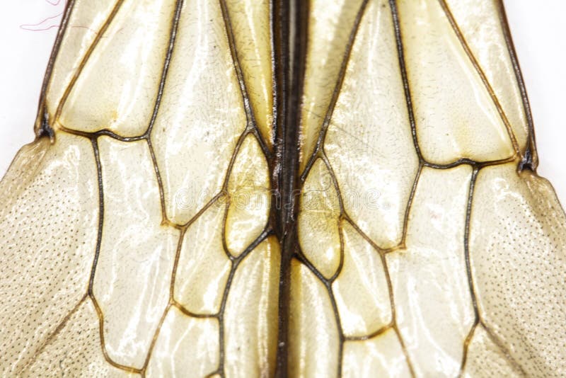 Close Up of a Bee Insect Wing on White Background Stock Photo - Image ...