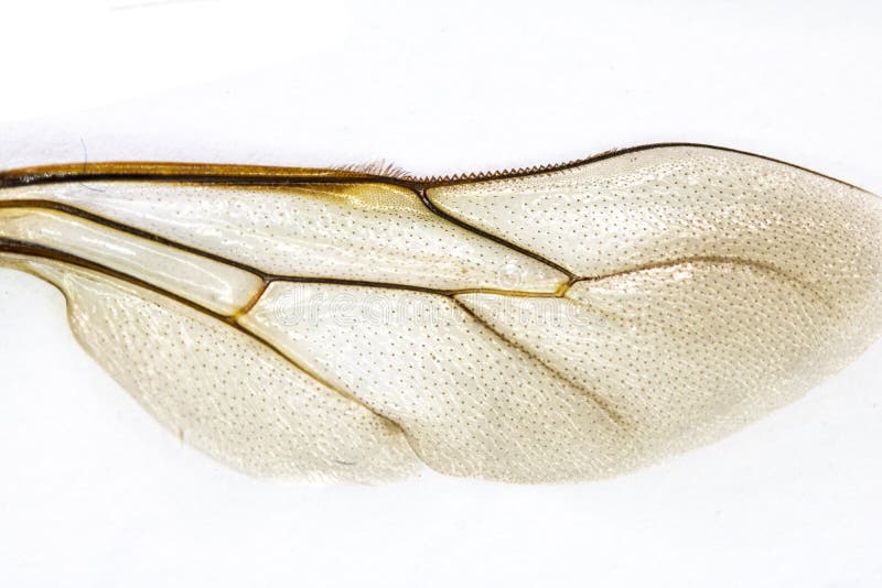 Insect wing detail texture stock photo. Image of mosquito - 25712058