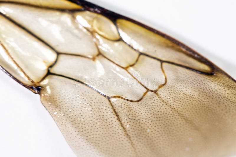 Close Up of a Bee Insect Wing on White Background Stock Image - Image ...
