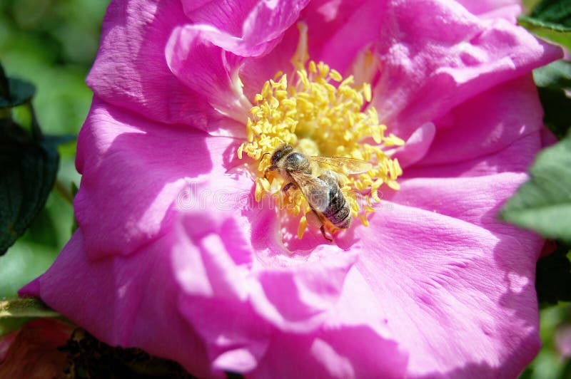 Close-up of Bee and Pink Roses in Garden Stock Image - Image of macro ...