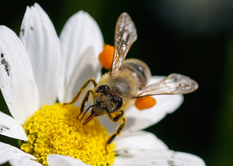 Close up bee with pollen. stock photo. Image of grow - 52024876