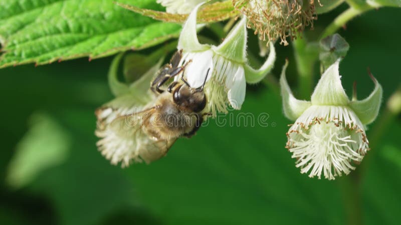 Close-up. the Bee Pollinates Raspberry Flowers Stock Footage - Video of ...