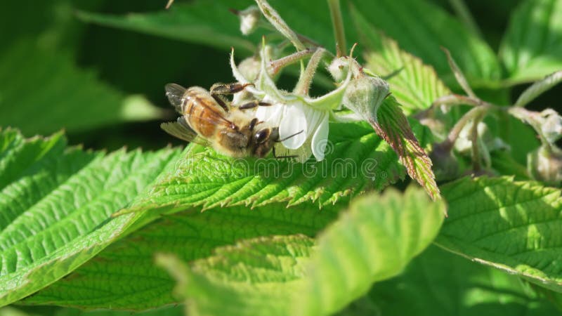 Close-up. the Bee Pollinates Raspberry Flowers Stock Footage - Video of ...