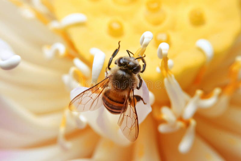 Close-up Bee Pollinating Lotus Flowers Stock Photo - Image of bright ...