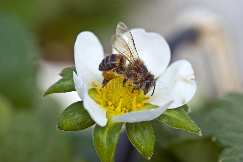 Bee Pollination of a Strawberry Flower Stock Photo - Image of wings ...
