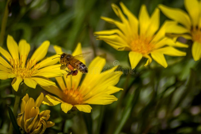 Close Up of a Bee Pollinating Yellow Daisies Stock Photo - Image of ...