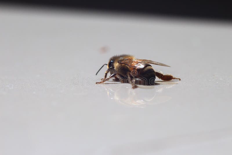 A bee resting stock photo. Image of white, ceramics - 170110798