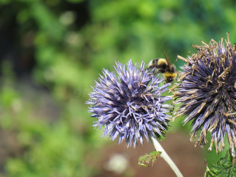 Bee on Spiky Looking Flower Stock Photo - Image of insects, flower ...