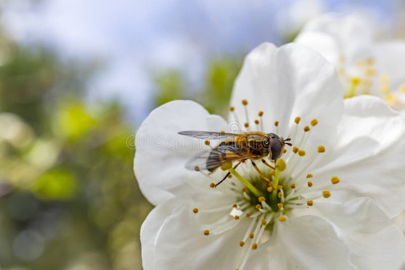 Bee on Spring Flower in Nature Stock Image - Image of blossom, close ...