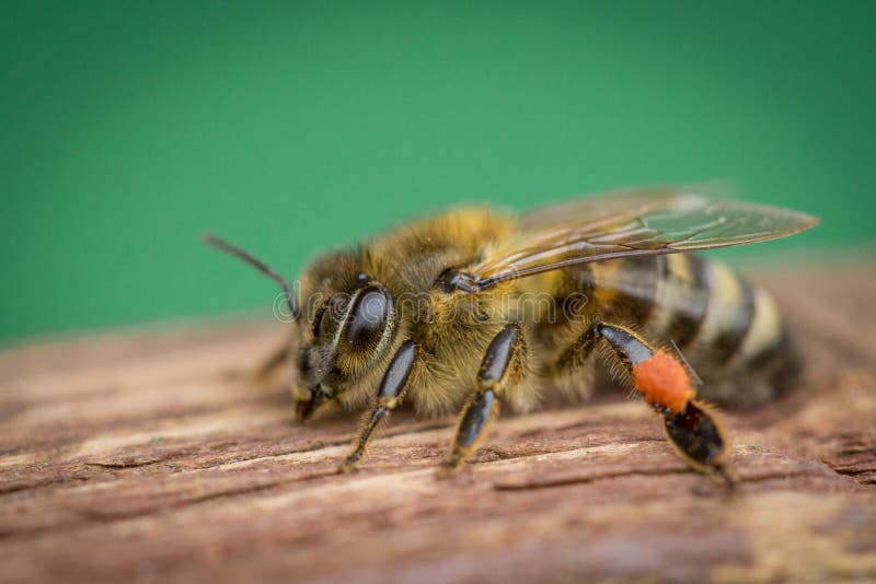 Close Up Bee Standing on a Wood Board Stock Photo - Image of board ...