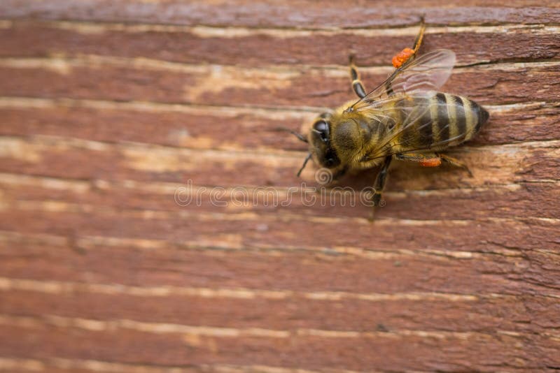 Close Up Bee Standing on a Wood Board Stock Image - Image of standing ...