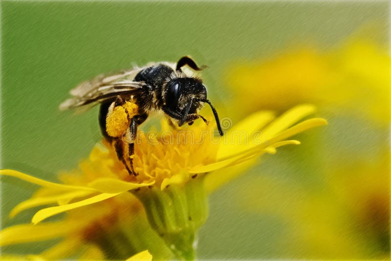 Close-up Of Bee On Yellow Flower Picture. Image: 109892255