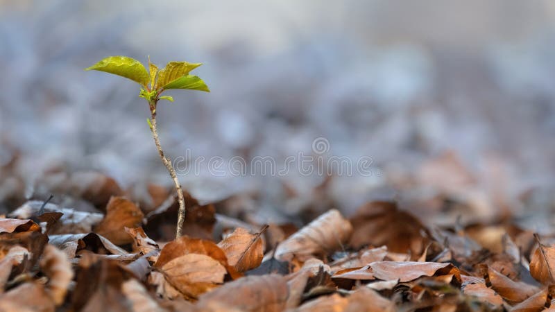 A Beech Tree Sapling (Fagus Sylvatica) Stock Image - Image of bright ...