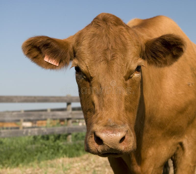 Close-up Beef Cow stock photo. Image of field, cattle - 29394092