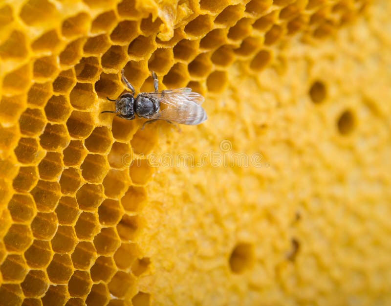 Close up bees in hive stock image. Image of moving, macro - 263004691