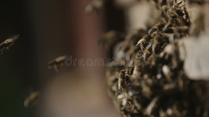 Colony of bees stock video. Video of nature, swarm, beehive - 128838001